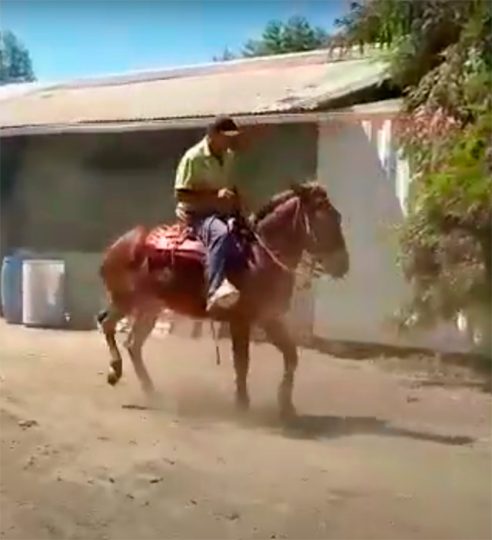 Mulares – Cabalgatas