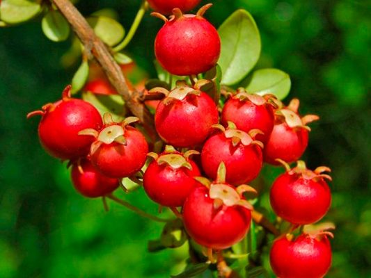 Murtilla - Cabalgatas