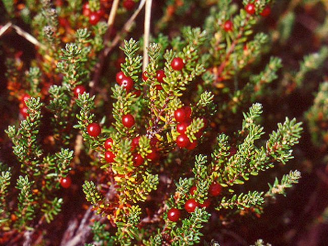 Murtilla - Cabalgatas