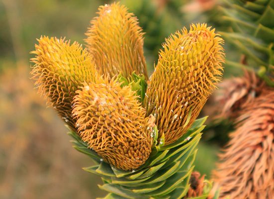 Piñón - Cabalgatas