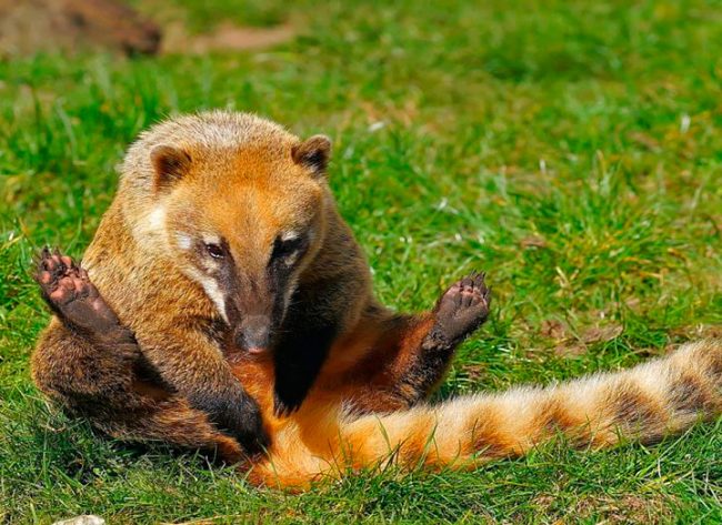 Coatí - Cabalgatas