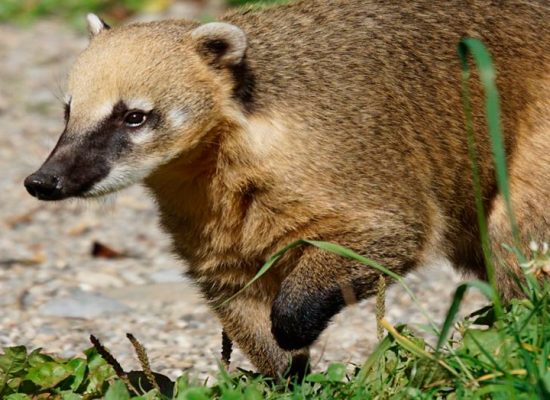Coatí - Cabalgatas