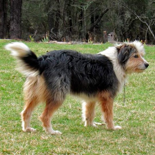 Ovejero Magallánico - Cabalgatas