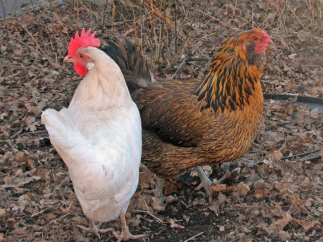 Kollonca - Cabalgatas