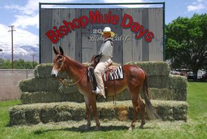Galería Fotográfica de Mulares - Cabalgatas