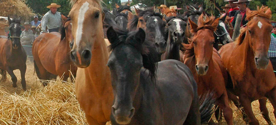 ¿Qué es una Cabalgata? - Cabalgatas