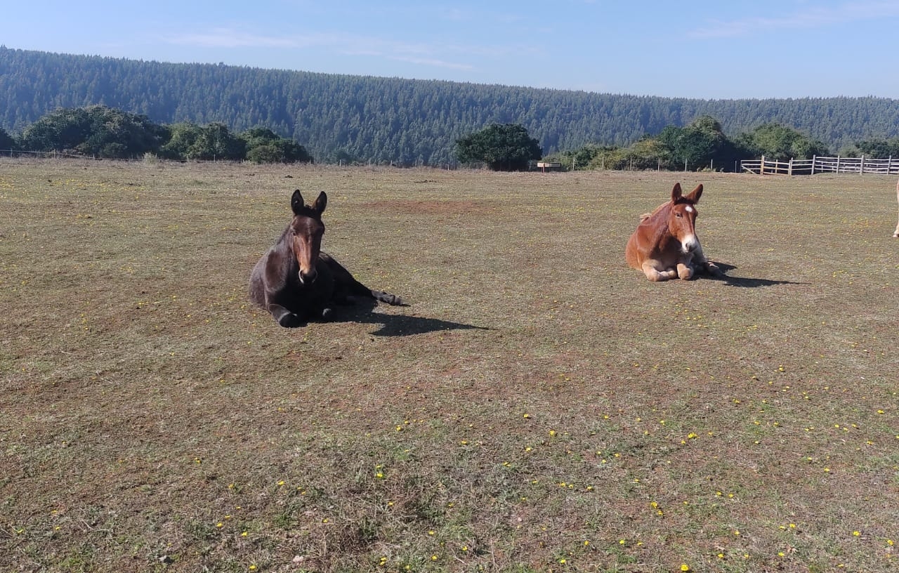 Las bondades de las Mulas - Cabalgatas