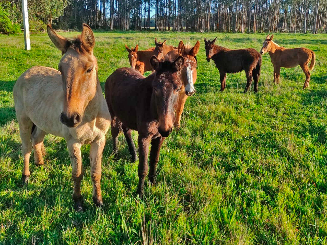 El Fascinante Mundo de las Mulas y los Mulos: Origen, Cruza y ...